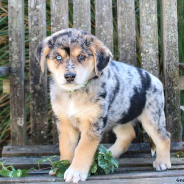 Australian Shepherd Mix Puppies